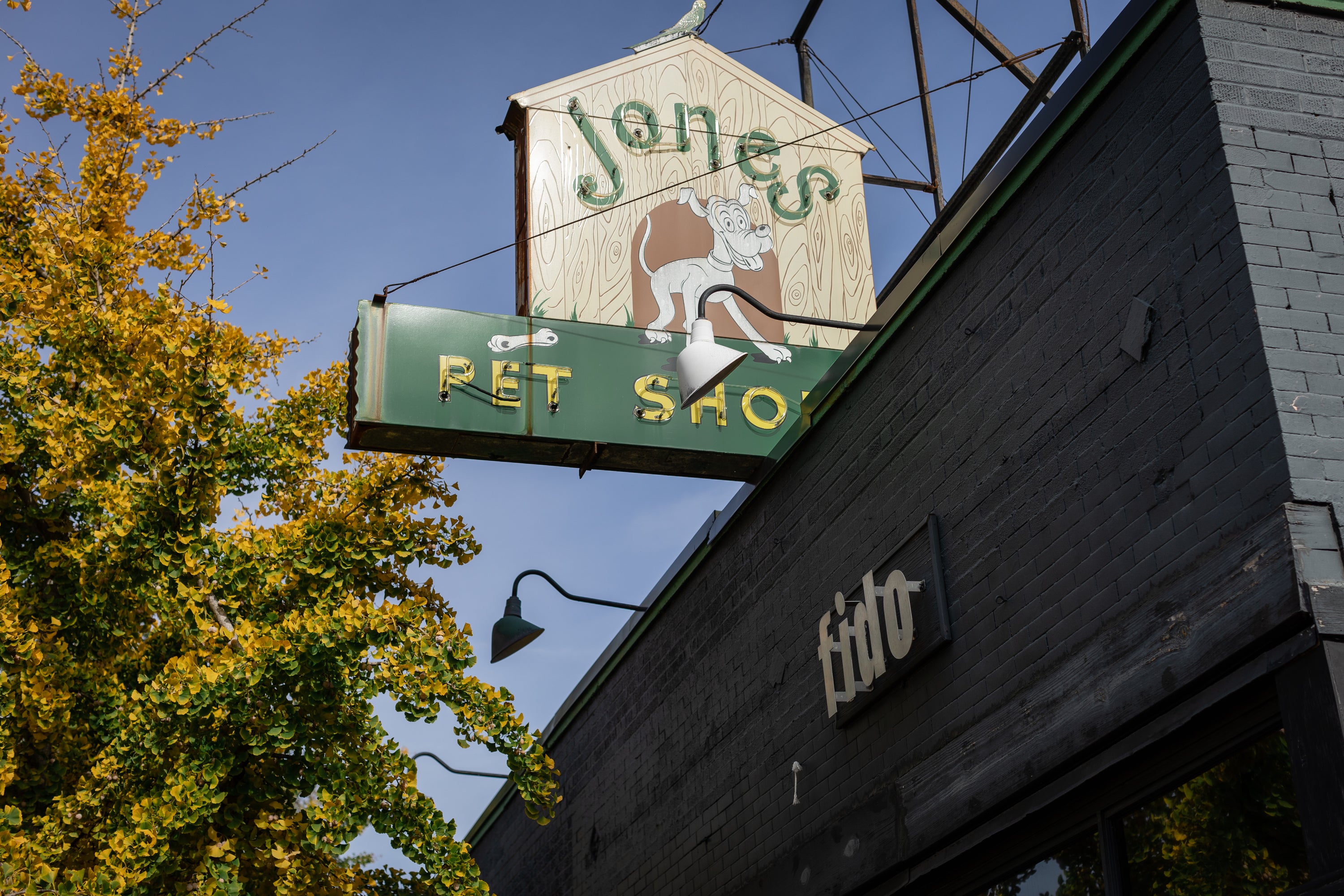 Fido | Bongo Roasting Co.