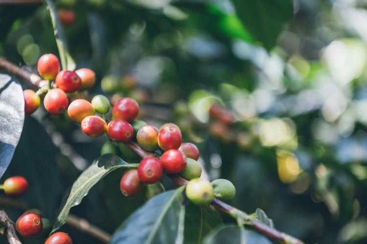 Bongo Java Roasting Co. - Organic & Better Than Fair Trade Coffee